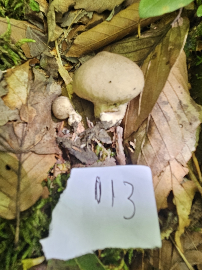 Lycoperdon from Westmoreland County, US-PA, US on September 1, 2023 at ...