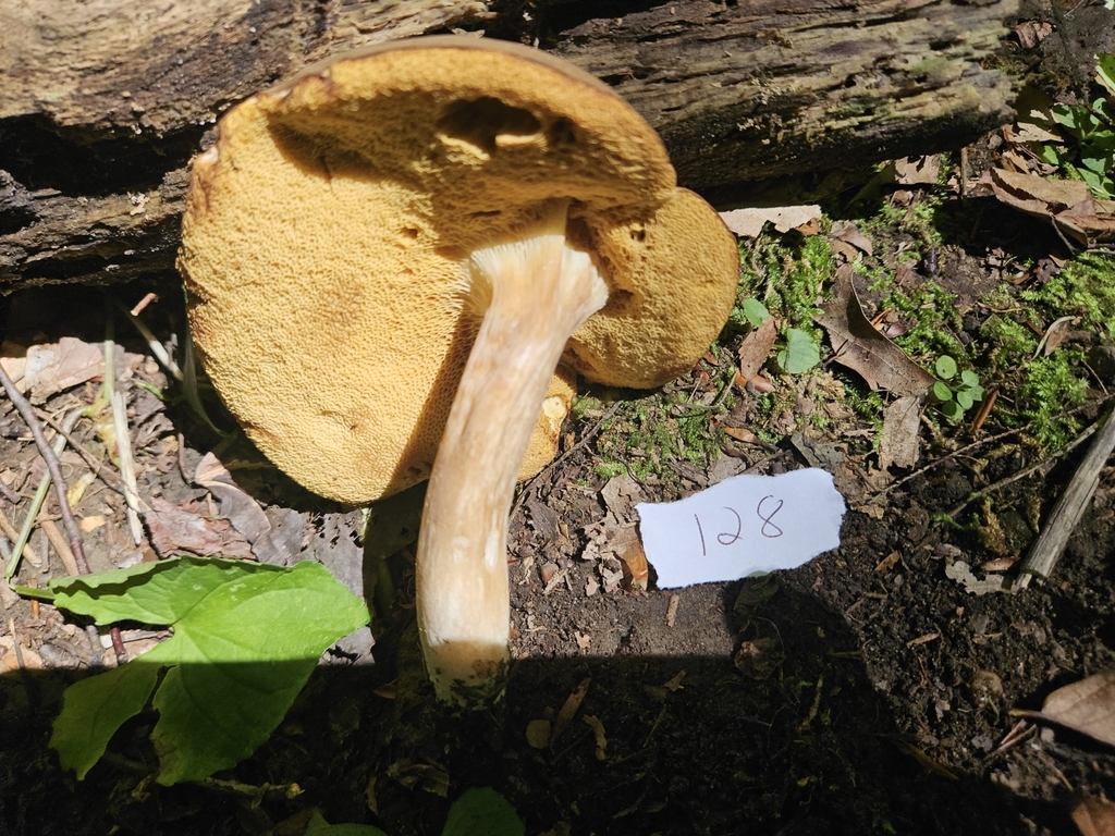 Xanthoconium from Westmoreland County, US-PA, US on September 1, 2023 ...