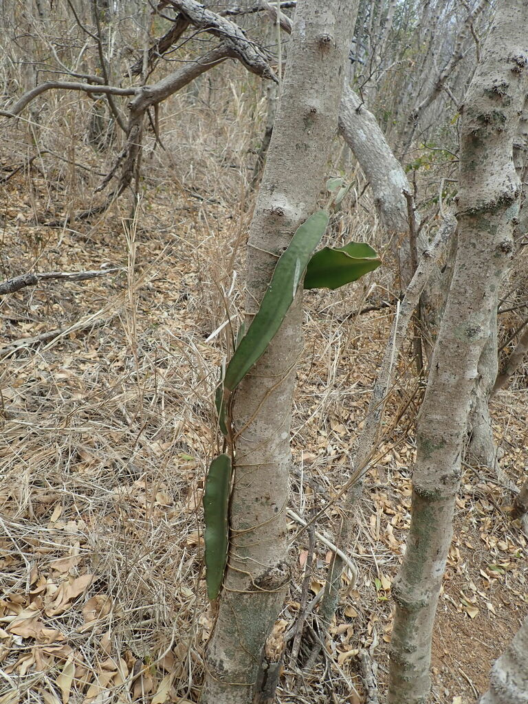 Night-blooming Cereus from Bourail, New Caledonia on December 8, 2019 ...
