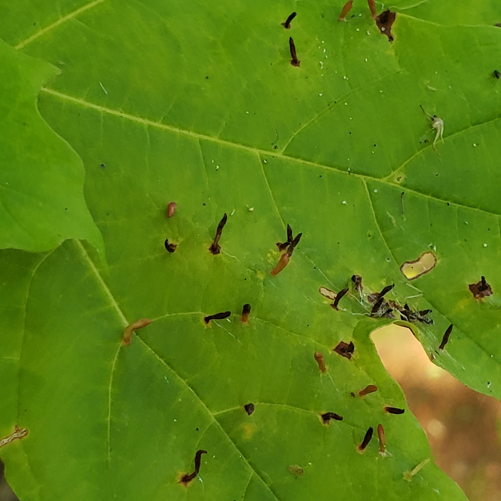Maple Spindle Gall Mite from Erie, PA 16507, USA on September 1, 2023 ...