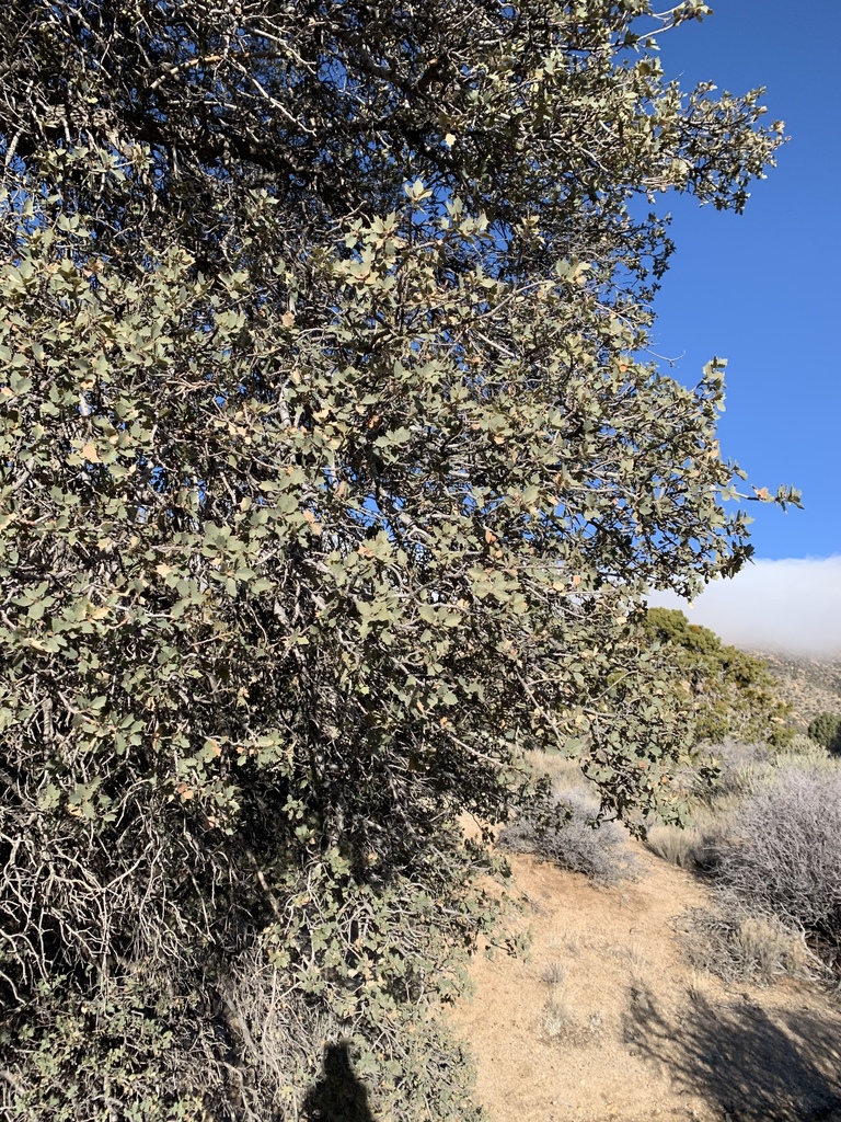 Sonoran scrub oak from Mojave National Preserve, Essex, CA, US on ...