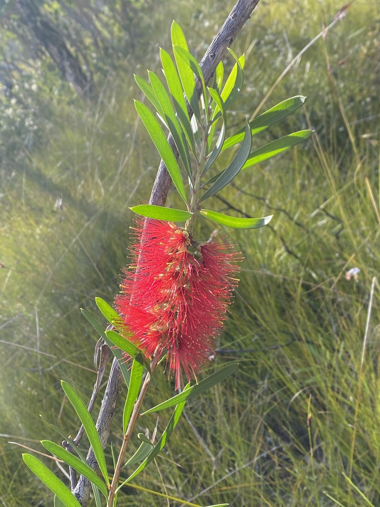 Wallum Bottlebrush from Noosa National Park, Coolum Beach, QLD, AU on ...