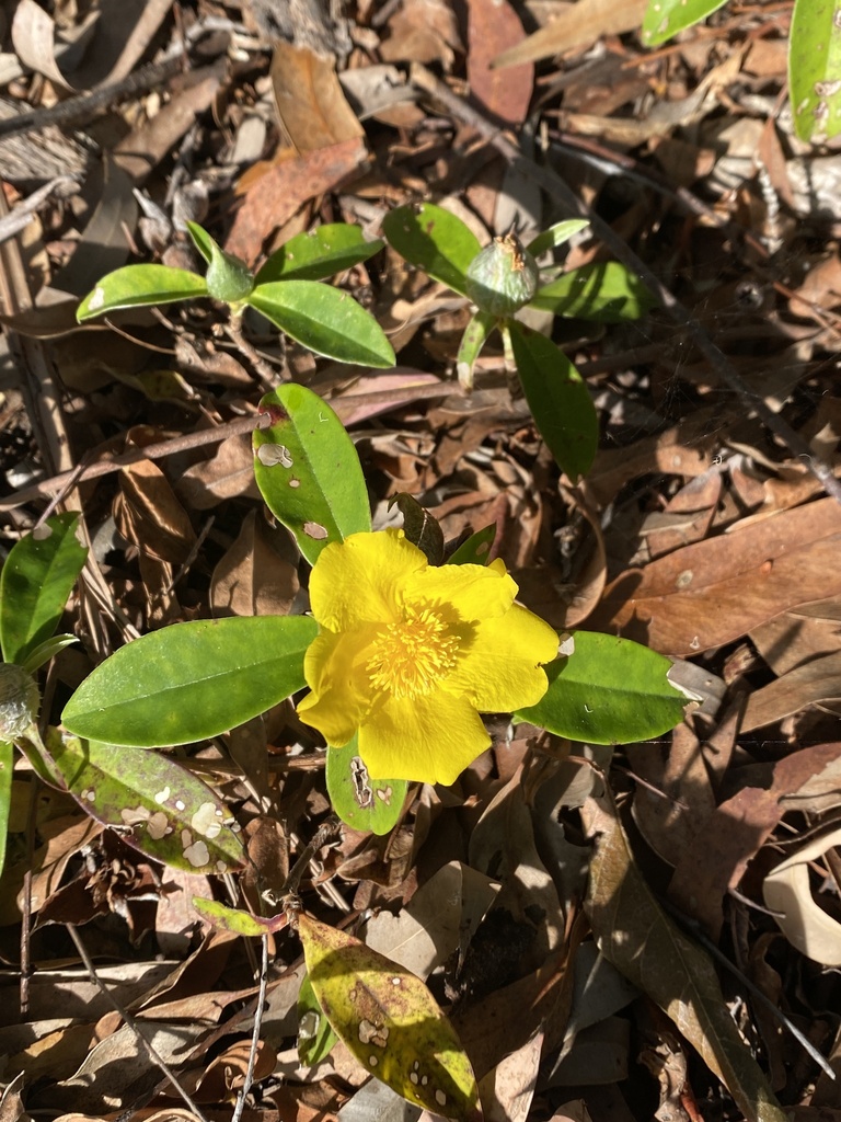 Climbing Guinea flower from Noosa National Park, Coolum Beach, QLD, AU on September 2, 2023 at ...