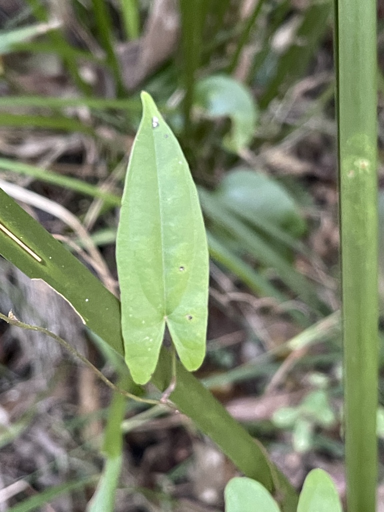 Common Yam Vine from Topi Topi, NSW, AU on August 19, 2023 at 04:35 PM by meygels · iNaturalist