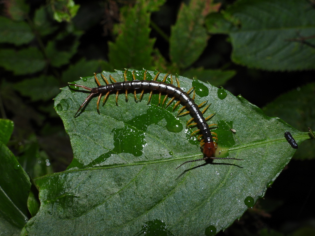 Chinese Red-headed Centipede from 台灣台北 on July 2, 2023 at 11:08 PM by ...