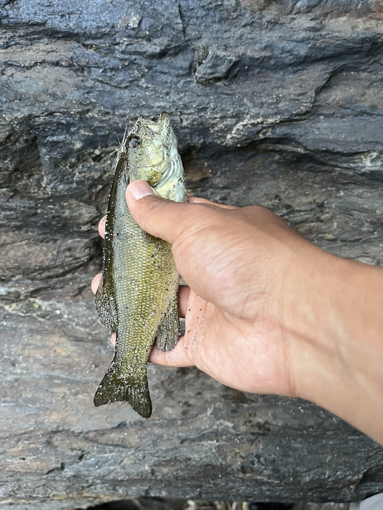 Smallmouth Bass from Foresta Rd, El Portal, CA, US on September 1, 2023 ...