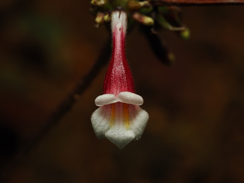 Codonoboea holttumii · iNaturalist Mexico