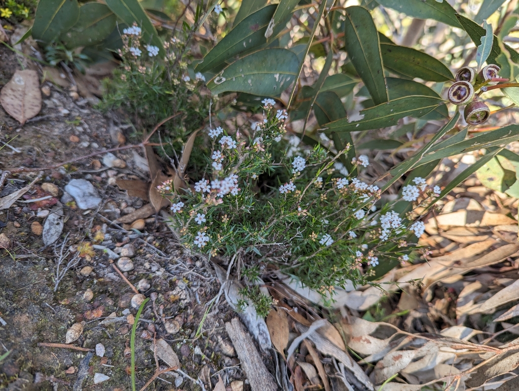 common beard-heath from Hindmarsh Valley SA 5211, Australia on ...