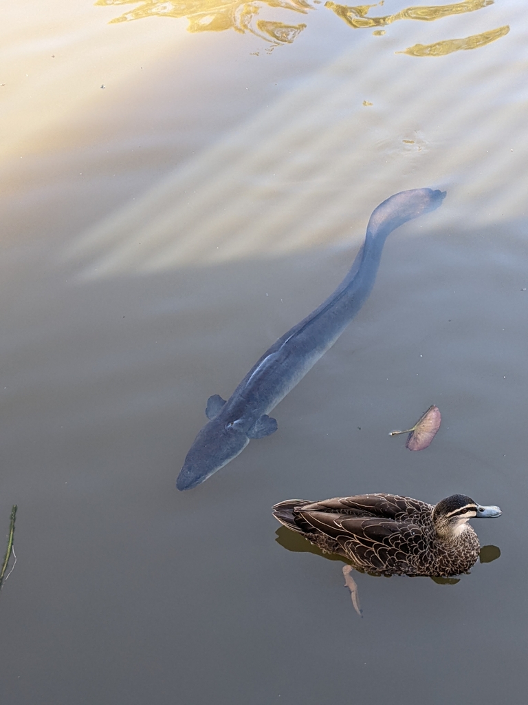 Short-finned Eel from Wollongong Botanic Garden, Murphys Ave ...