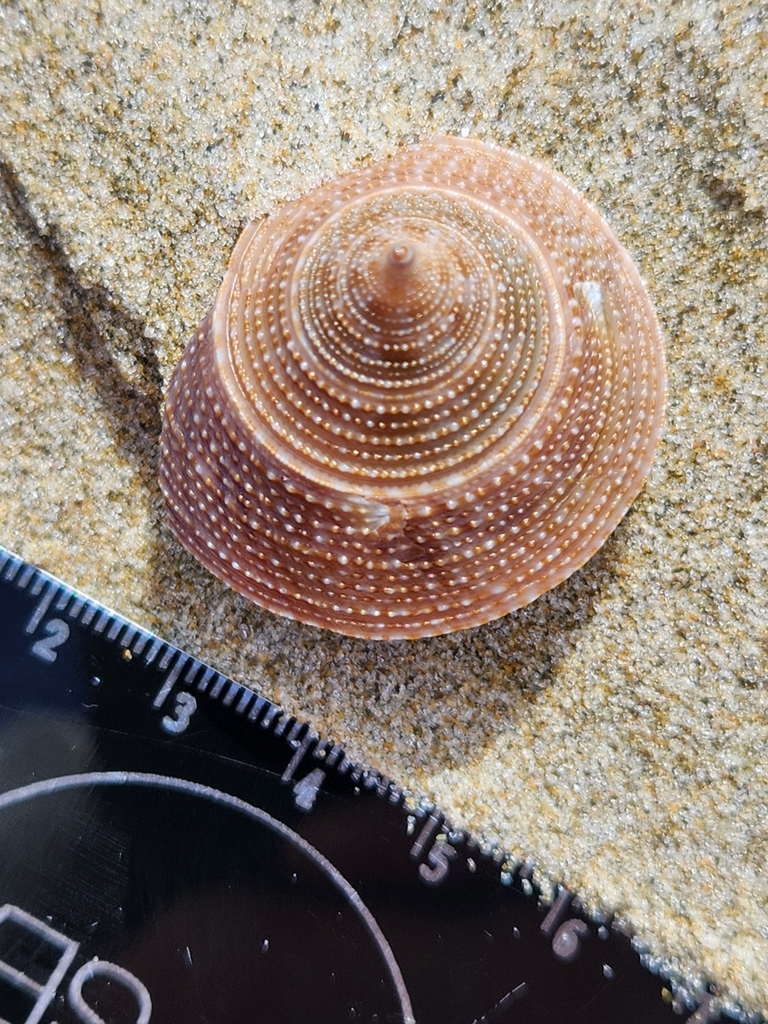 Maurea selecta from Northland, New Zealand on September 2, 2023 at 11: ...