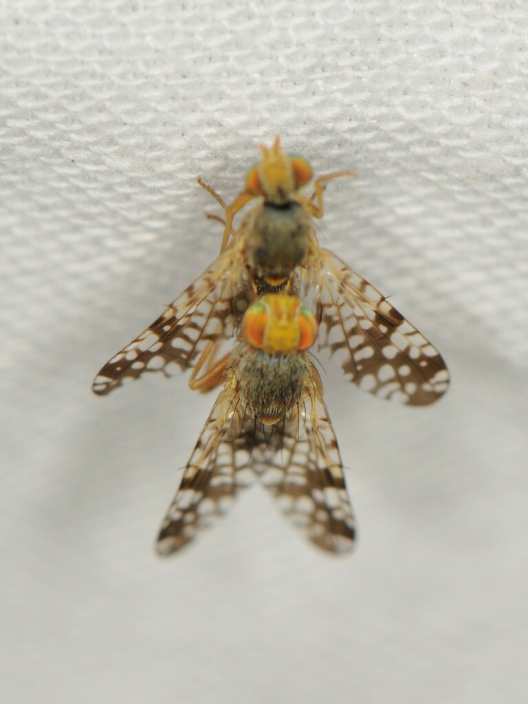 Sunflower Seed Maggot in September 2023 by Elliott Gordon. again ...