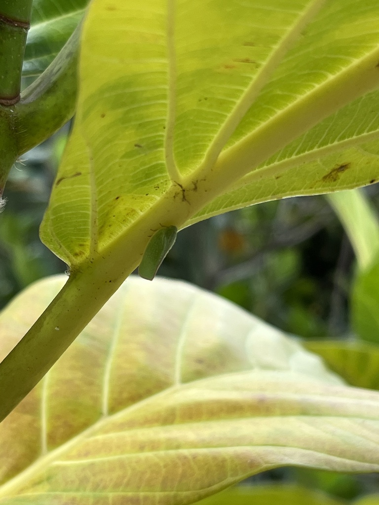 Geisha distinctissima in September 2023 by Nakatada Wachi · iNaturalist