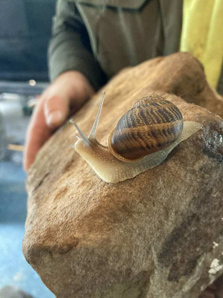 Common Land Snails and Slugs in August 2023 by buncombe_nc. ecoEXPLORE ...