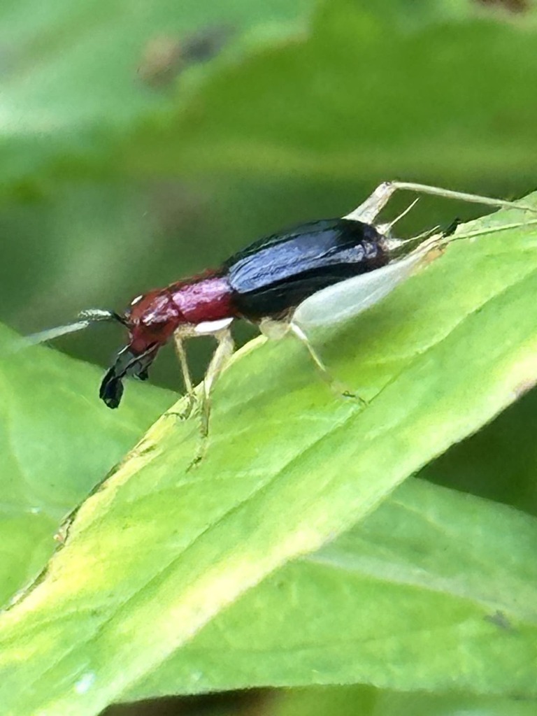 Red-headed Bush Cricket in August 2023 by new_hanover_nc. ecoEXPLORE ...