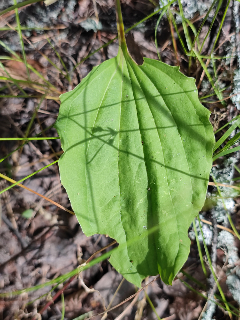 greater plantain from Н5-4 (Бол. Острова - запад), Собинский р-н ...