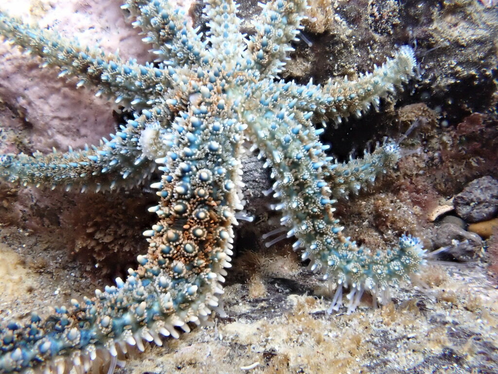 Eleven-armed Sea Star from Taranaki, New Zealand on September 2, 2023 ...