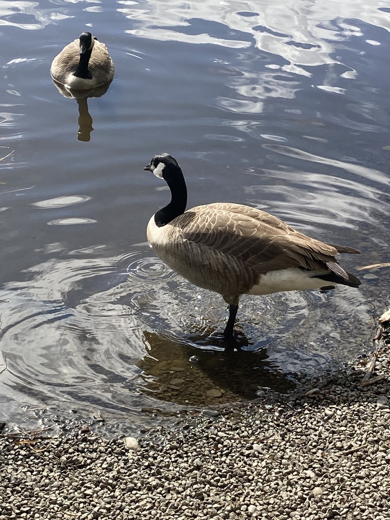 Canada Goose from Burwood, Christchurch, New Zealand on September 2 ...
