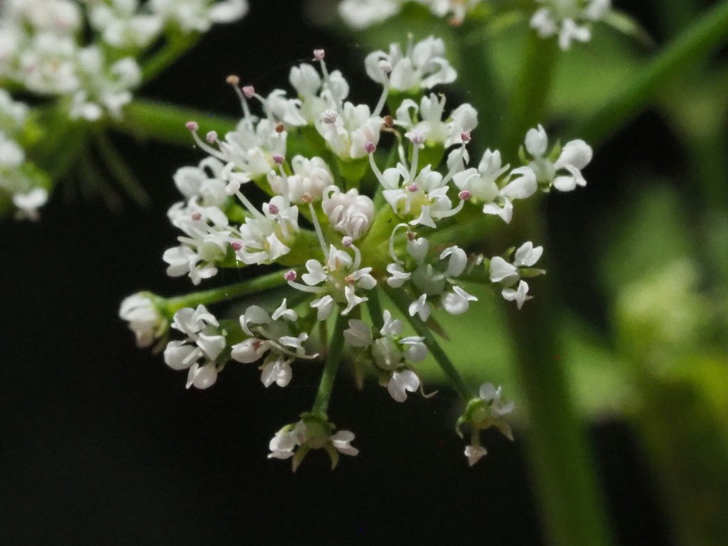 Java water-dropwort from 台灣台北 on May 22, 2023 at 11:52 AM by 葉子 ...
