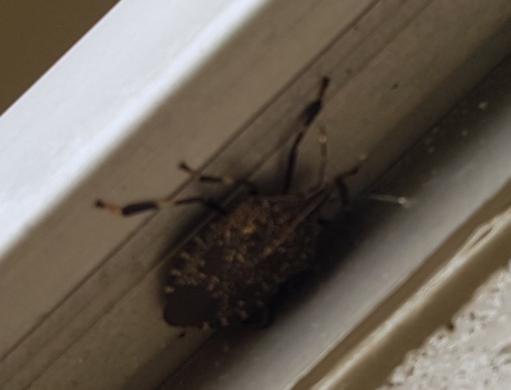 Yellow-spotted Stink Bug from Tsu on September 2, 2023 at 04:47 PM by ...