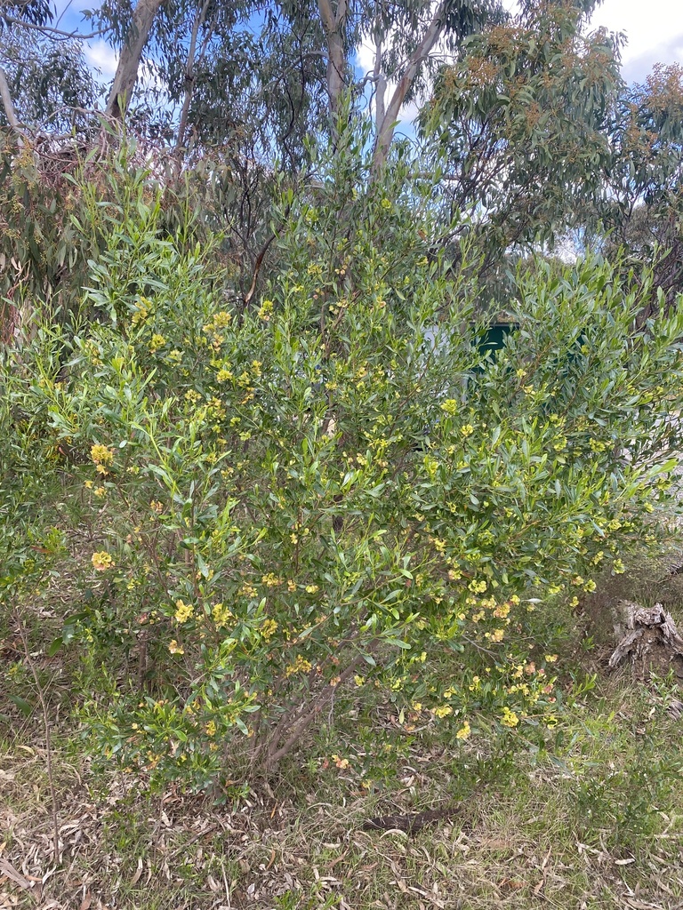 Varnishleaf from Workshop Tk, Yattalunga, SA, AU on September 2, 2023 ...