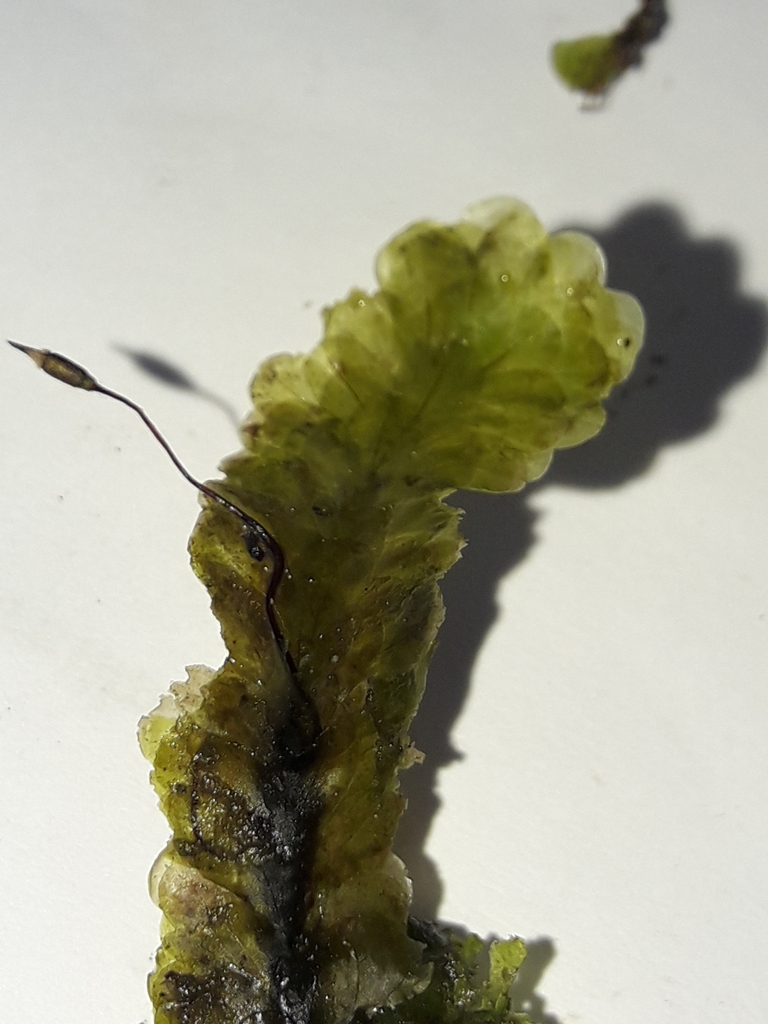 Distichophyllum microcarpum from Upper Hutt, NZ-WG, NZ on September 2 ...