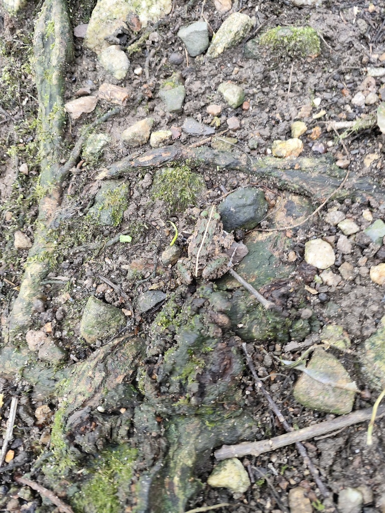Frogs and Toads from Hangzhou, Zhejiang, China on August 31, 2023 at 01 ...
