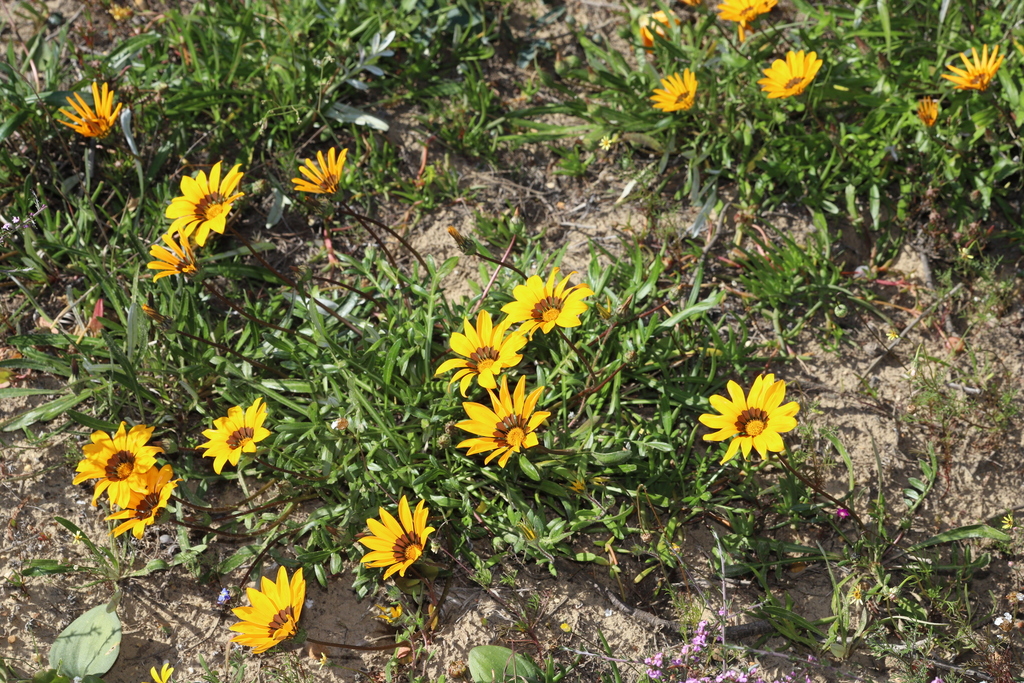Treasure Flowers from Sandkraal, Overberg. on August 29, 2023 at 12:16 ...