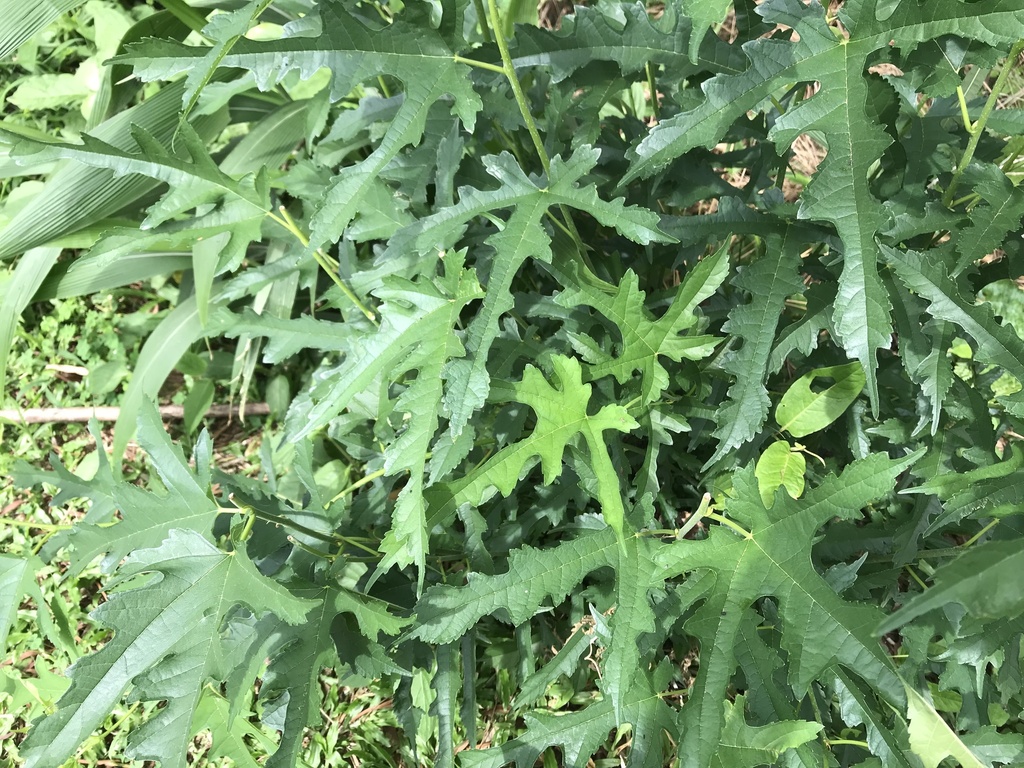 Korean mulberry from 臺灣島, 龜山區, TAO, TW on August 31, 2023 at 02:08 PM ...
