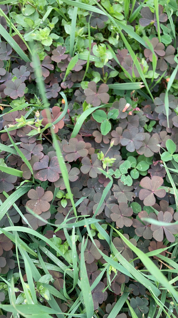 Creeping Woodsorrel in September 2023 by ManOnEarth · iNaturalist