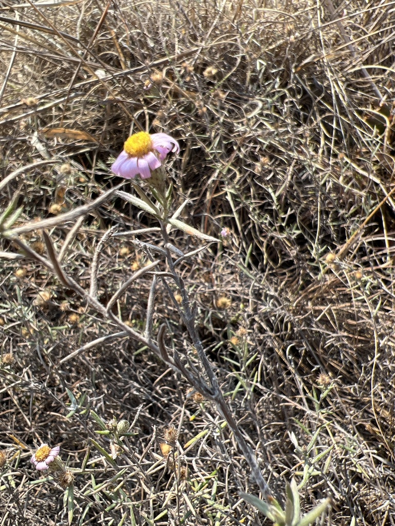 Bushman Tea from Centurion, Centurion, GP, ZA on September 2, 2023 at ...