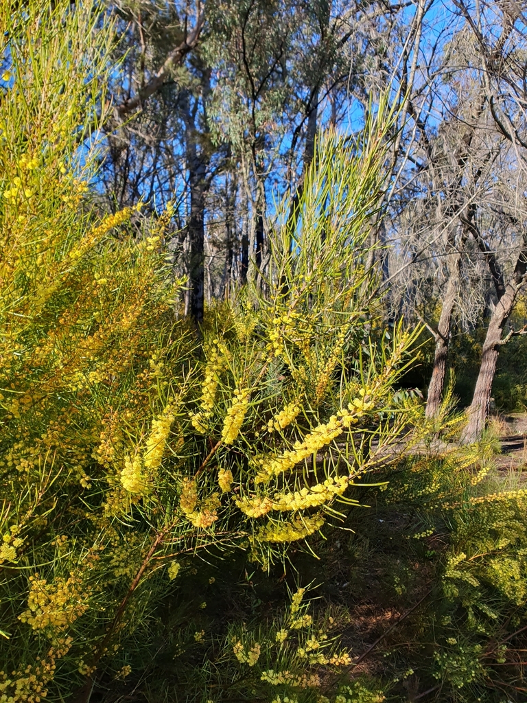 swamp wattle from Blue Mountains, NSW, Australia on August 29, 2023 at ...