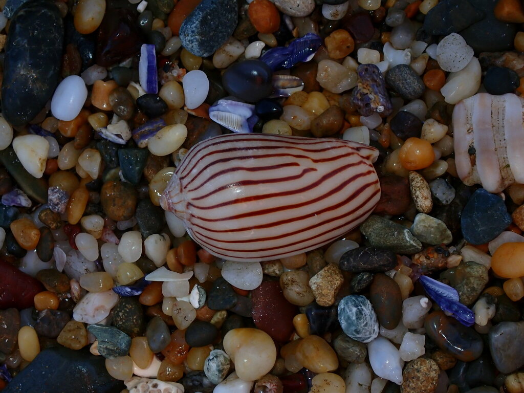 Zebra Volute from Woolgoolga NSW 2456, Australia on September 2, 2023 ...