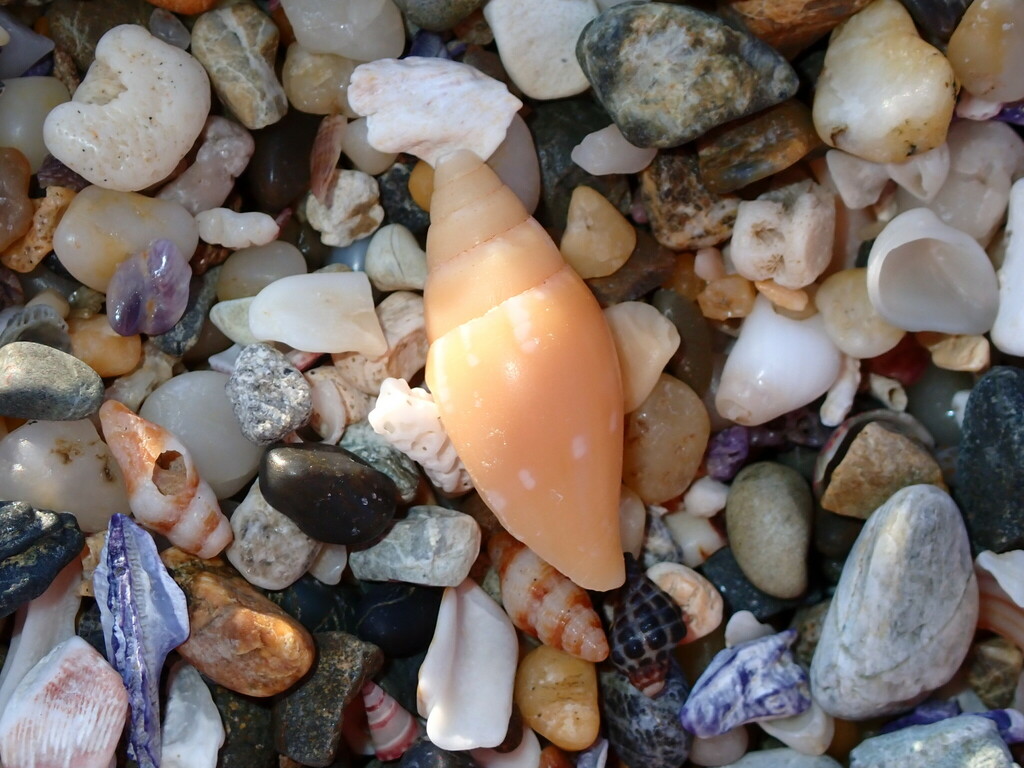 Quasimitra solida from Woolgoolga NSW 2456, Australia on September 2, 2023 at 04:10 PM by Adrian ...