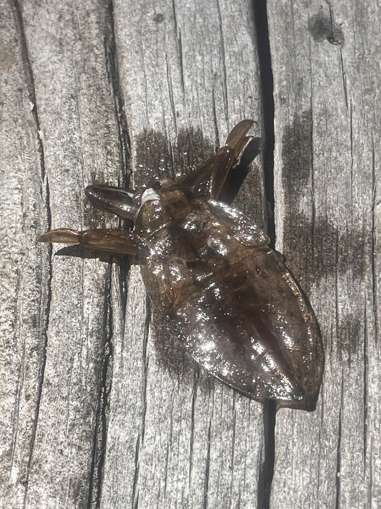 American Giant Water Bug from Georgetown, CA, US on August 29, 2023 at ...