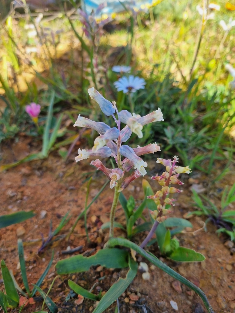 Banded Viooltjie from Witzenberg Local Municipality, South Africa on ...