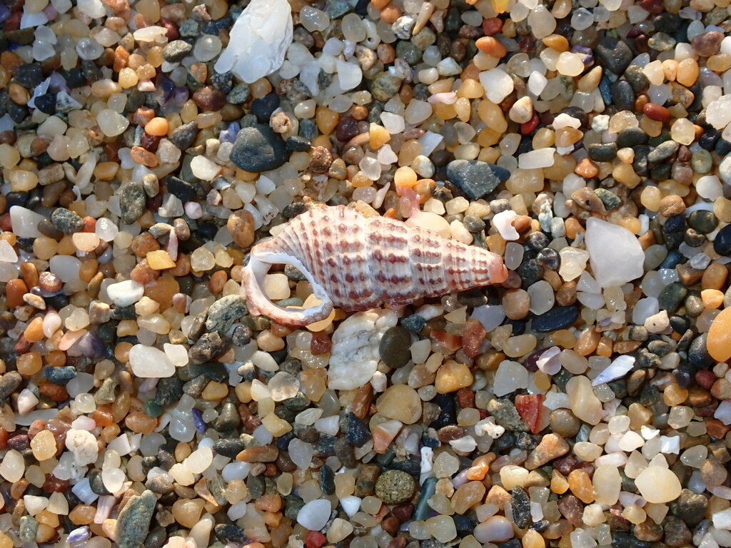 Cerithium coralium from Woolgoolga NSW 2456, Australia on September 2 ...