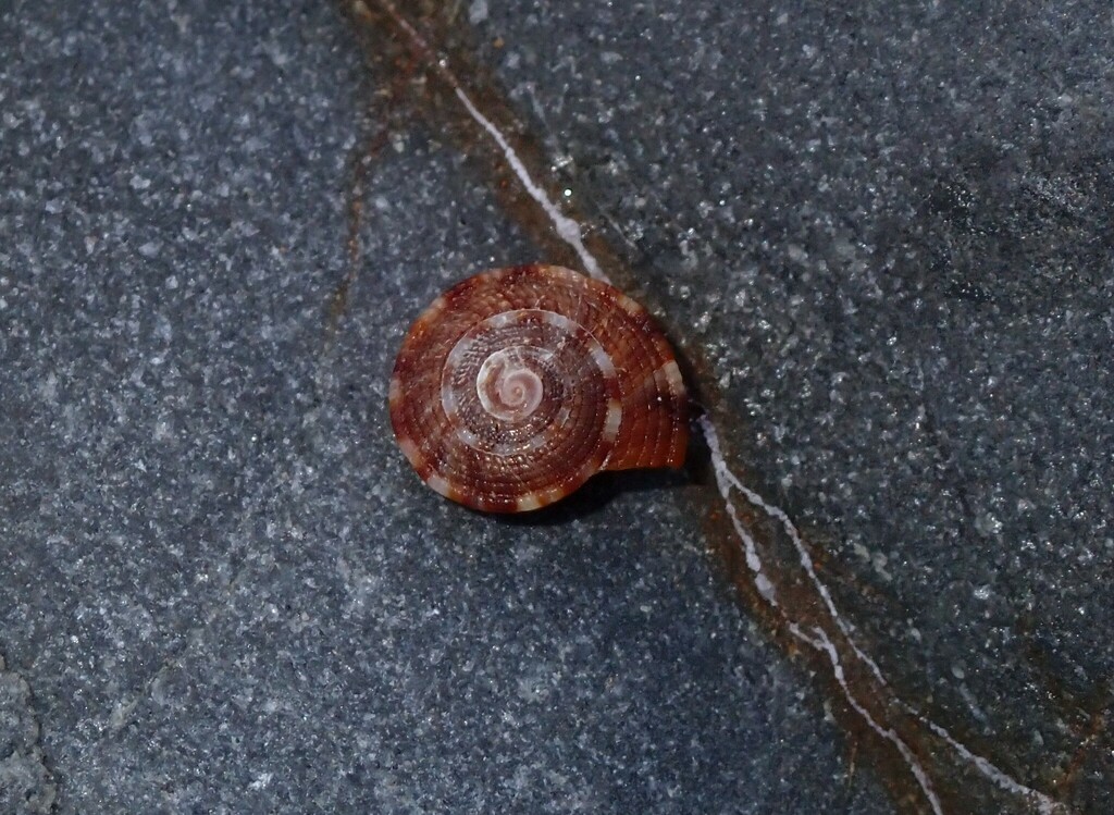 Heliacus implexus from Woolgoolga NSW 2456, Australia on September 2, 2023 at 04:32 PM by Adrian ...