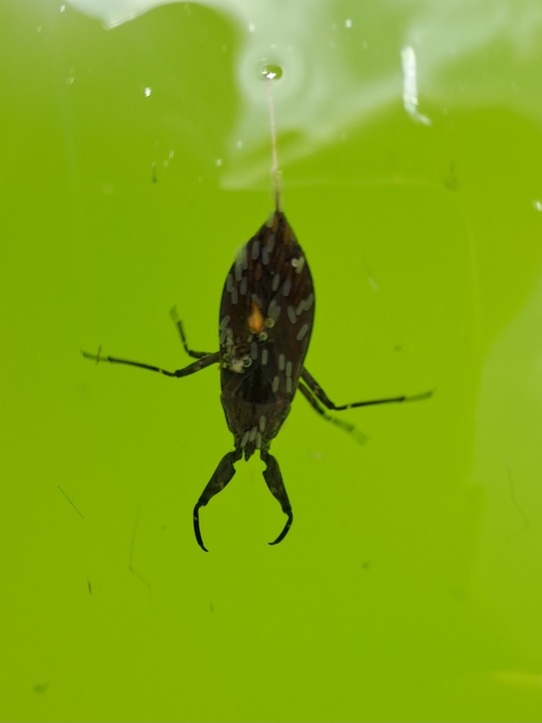 Water Scorpion from 41130 Châtillon-sur-Cher, France on August 2, 2023 ...