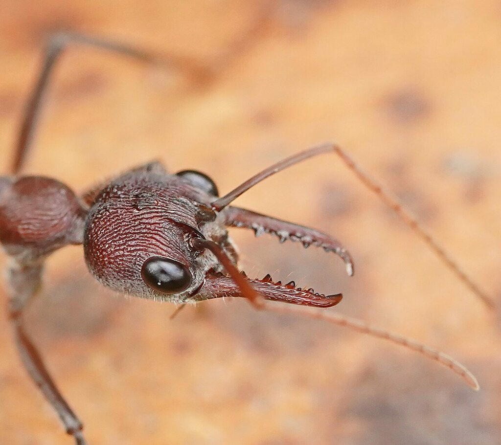 Australian Red Bull Ant from Manningham - East, Victoria, Australia on ...