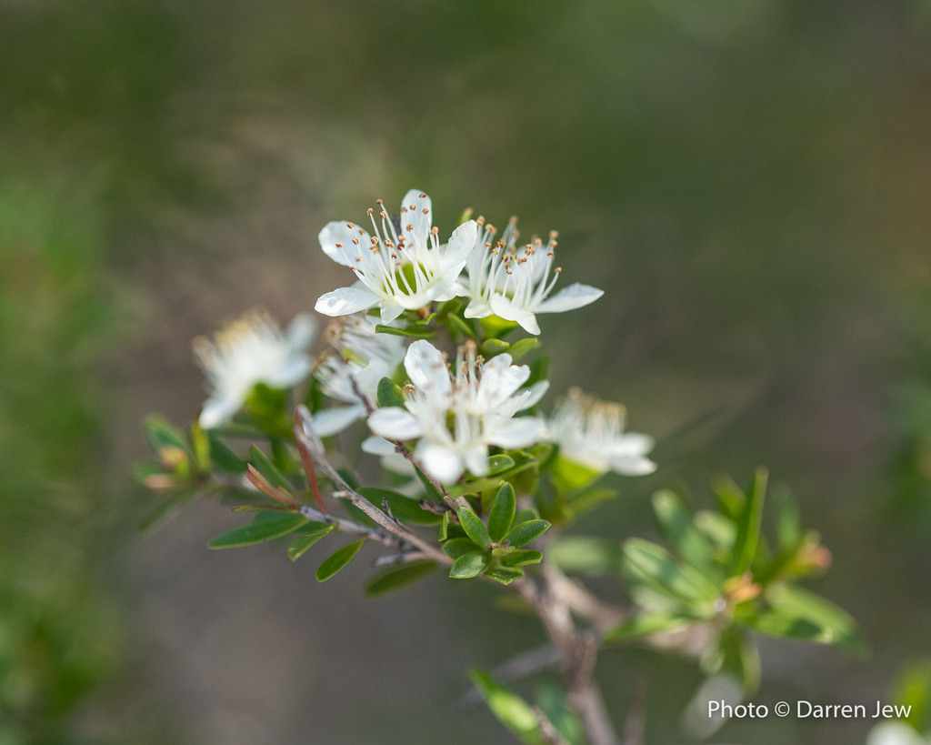 myrtle family from Woorim QLD 4507, Australia on September 2, 2023 at ...