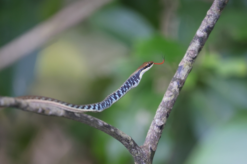 Painted Bronzeback from Lim Chu Kang, Singapore on August 27, 2023 at ...