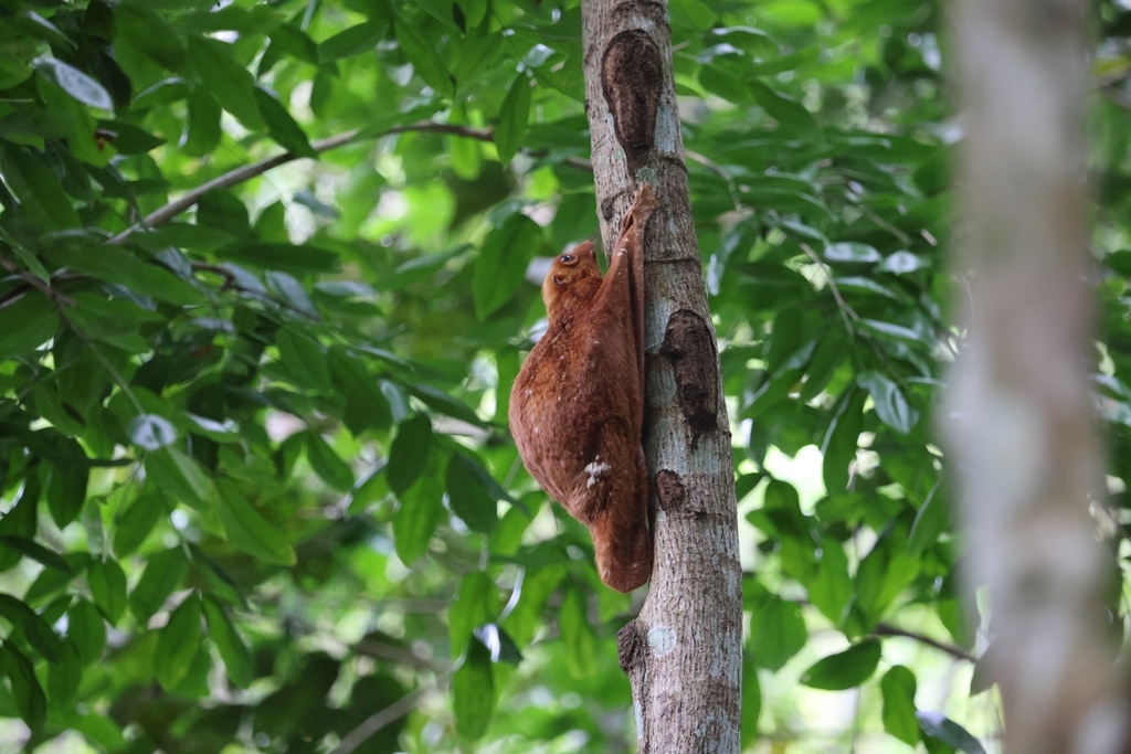 Sunda Colugo from Bukit Panjang, Singapore on July 23, 2023 at 03:04 PM ...