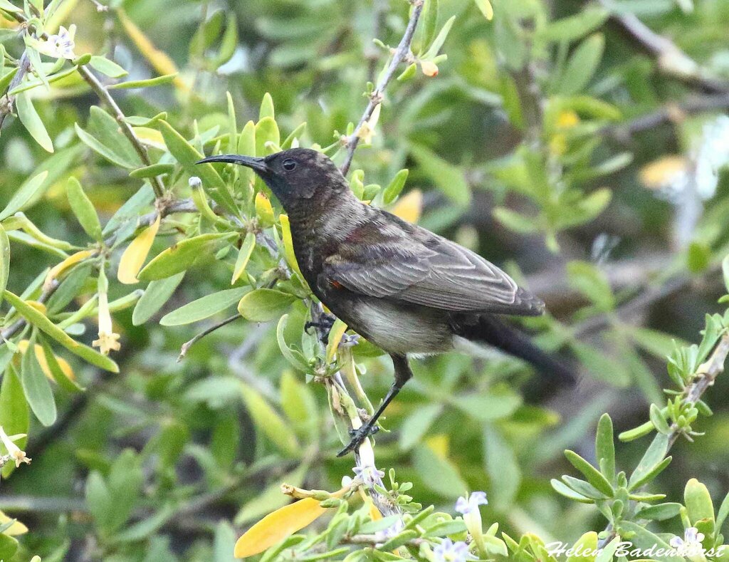 Common Dusky Sunbird from Central Karoo District Municipality, South ...