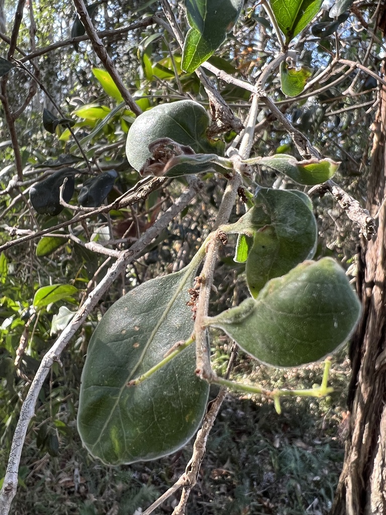 Notelaea longifolia from Boathaven Street Trl, Basin View, NSW, AU on ...