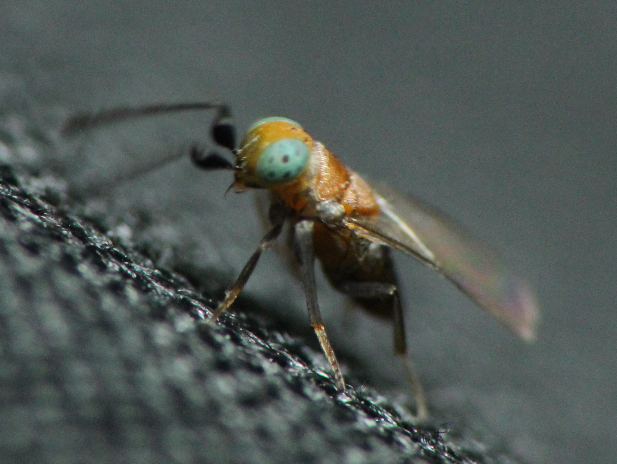 Anagyrus fusciventris (Girault, 1915)
