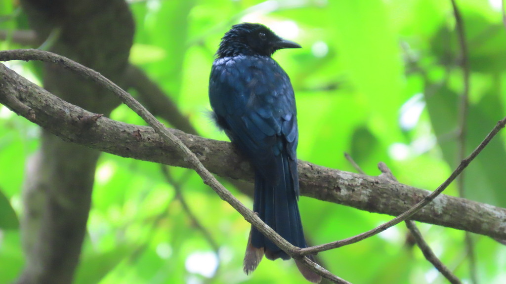 Bronzed Drongo from Chengalam, Chengalam South, Kerala, India on August ...
