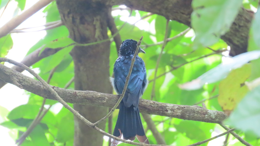 Bronzed Drongo from Chengalam, Chengalam South, Kerala, India on August ...