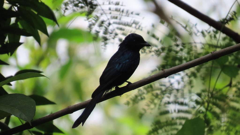 Bronzed Drongo from Chengalam, Chengalam South, Kerala, India on August ...