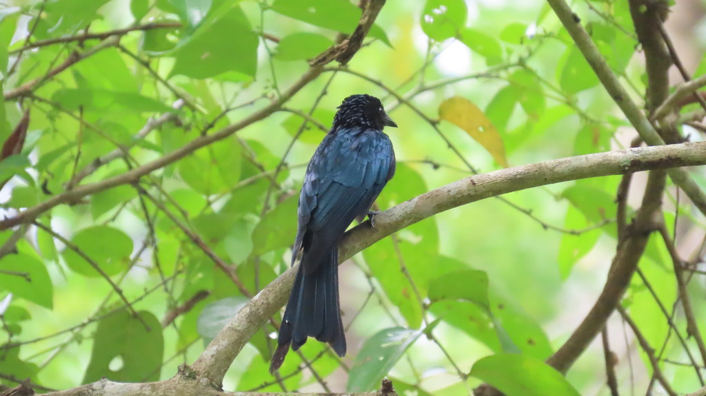 Bronzed Drongo from Chengalam, Chengalam South, Kerala, India on August ...