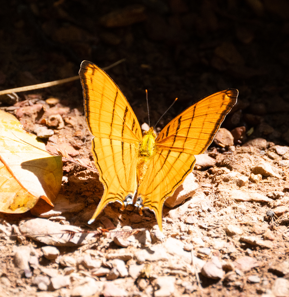 Orange Daggerwing from Nobres - State of Mato Grosso, Brazil on August ...